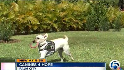 PTSD Dogs, PTSD Service Dog Training, Psychiatric Service Dogs